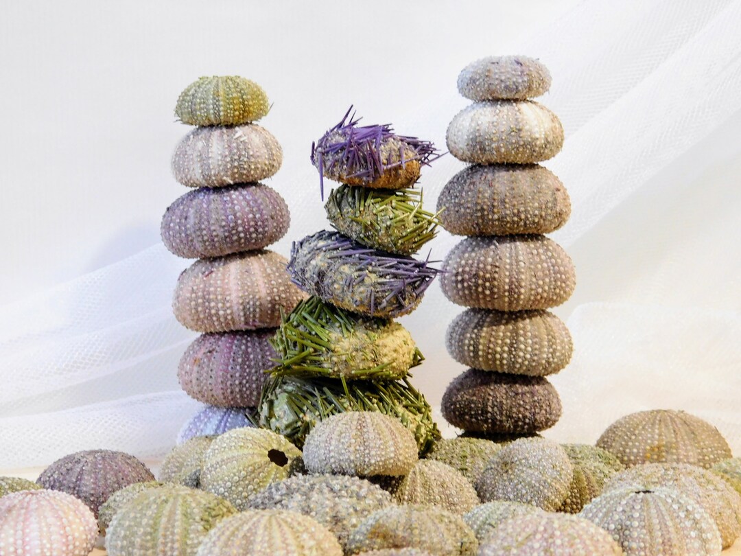 60 Pcs Small Shells Sea Urchins. Natural Shells Pink & Green. Decor ...