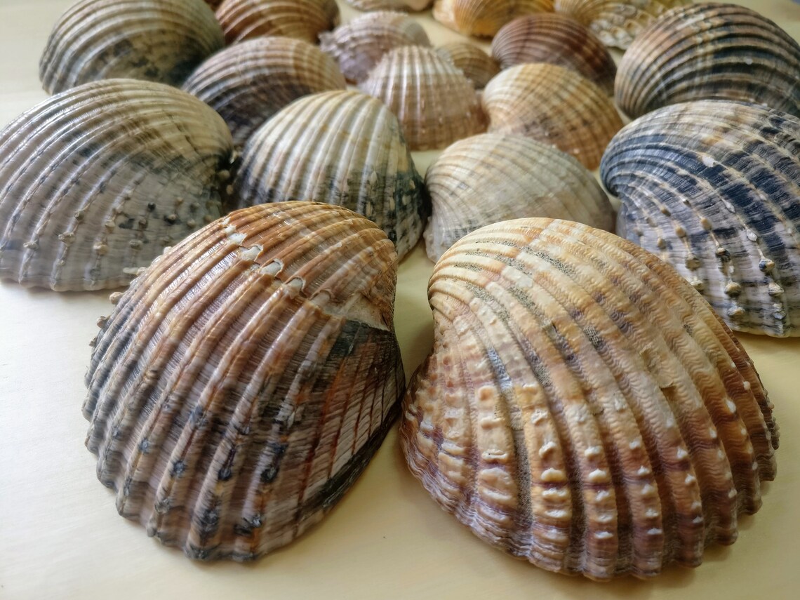 Large Atlantic Cockle Shell Color Picasso 22 Pcs. Wedding - Etsy