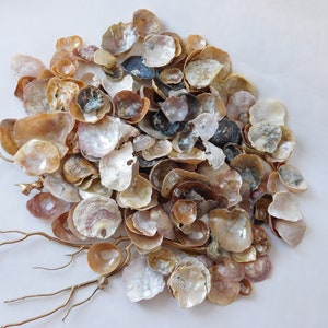 Jingle Seashells. Bulk Atlantic Jingle Shells. Pink Beige Seashells ...