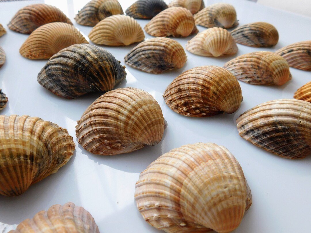 Hand Craft Cockle Shell Art Set 30 Pcs. Cockle Shell Atlantic - Etsy