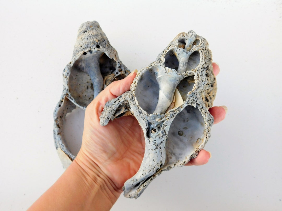 Two Large Antique Broken Conch Shell Beach Decor. Collectible Drift ...