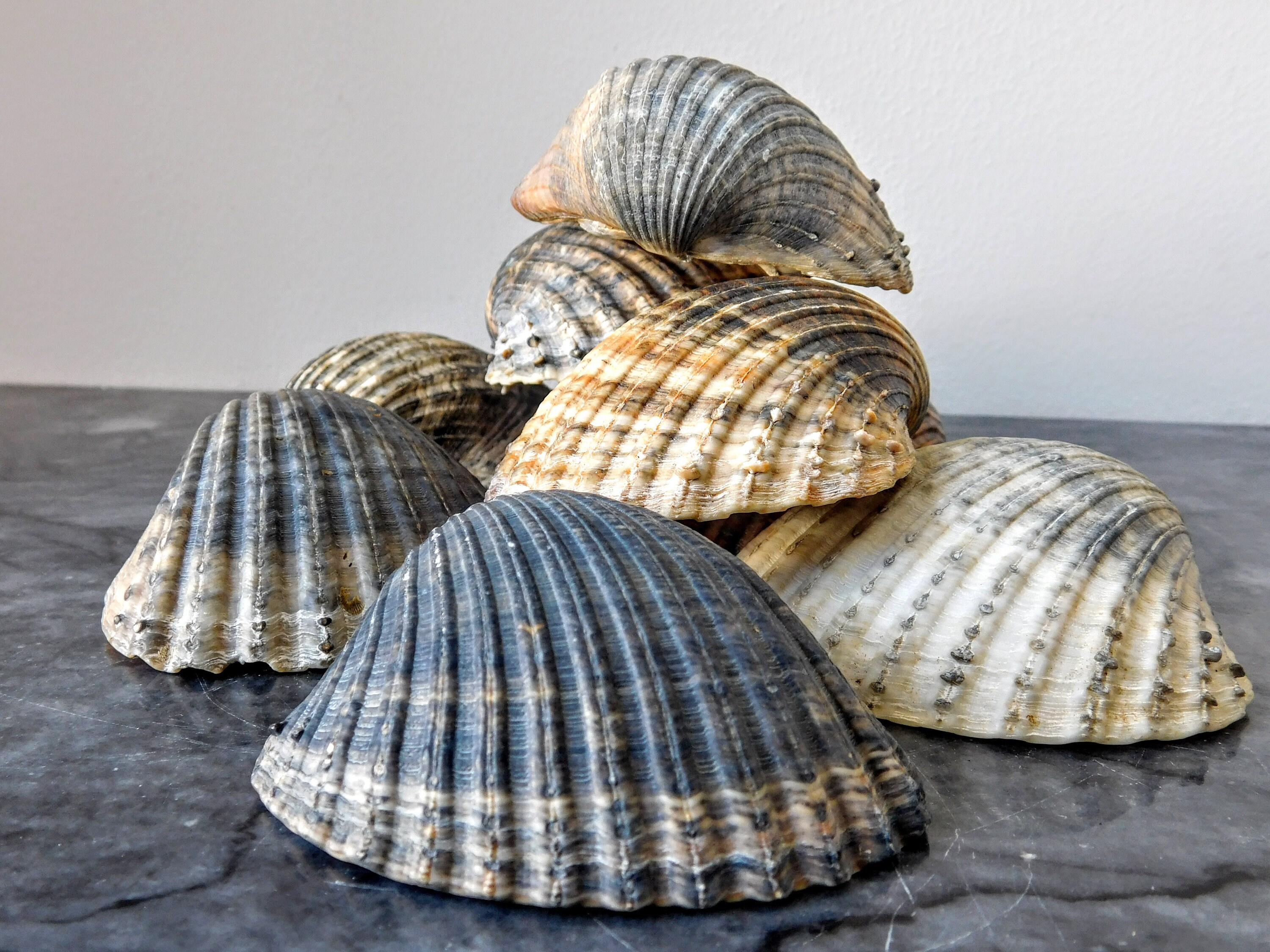 Giant Atlantic Heart Cockle Shells Dinocardium Robustum. - Etsy