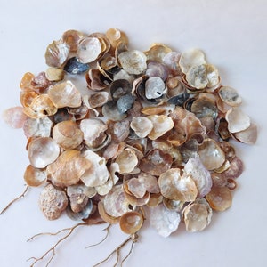 Jingle Seashells. Bulk Atlantic Jingle Shells. Pink Beige Seashells ...