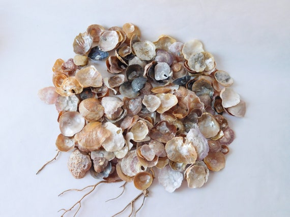 Jingles Seashells Jingle Shells Christmas Tree (Glass Art Tutorial)