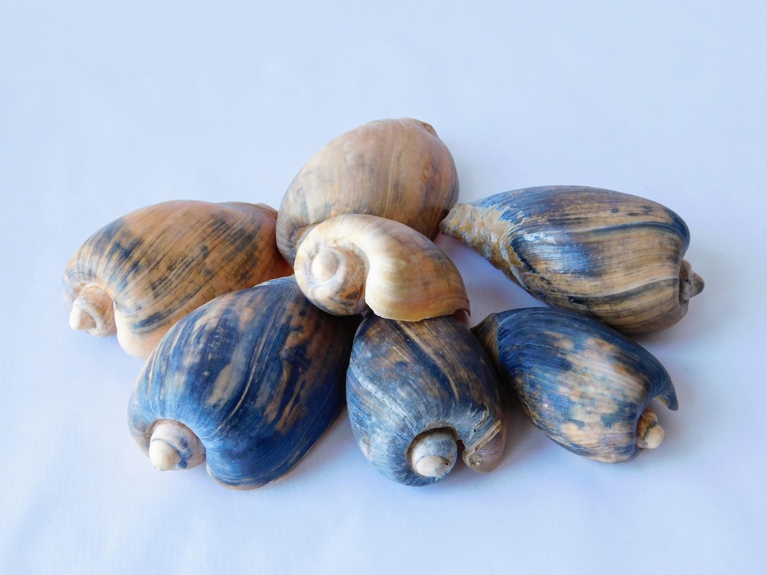 Atlantic Volute Shell Set, Beige and Black, Curiosity Cabinet ...