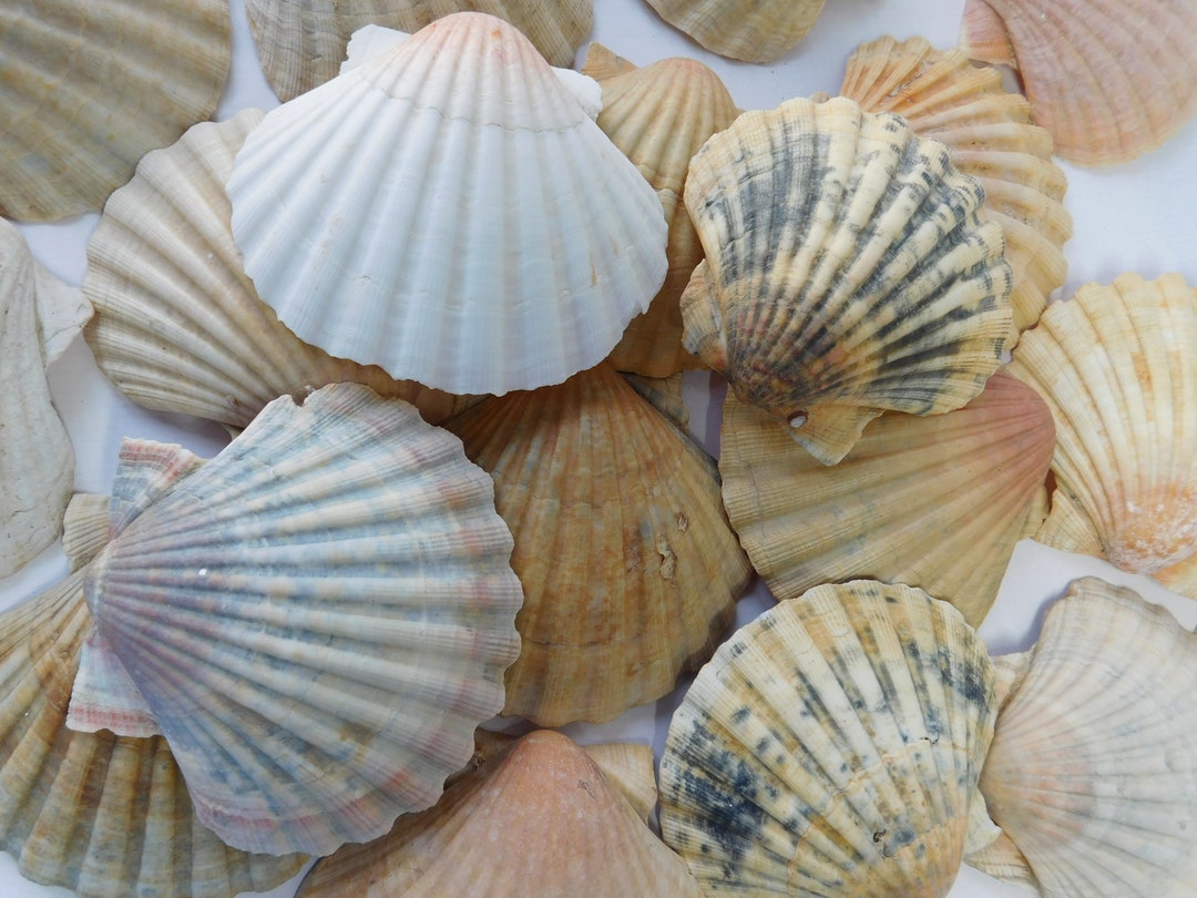 Scallop Shell Lion's Paw Aquarium Decor. Nautical Style Garland With ...