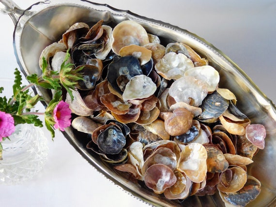 Jingles Seashells Jingle Shells Christmas Tree (Glass Art Tutorial)