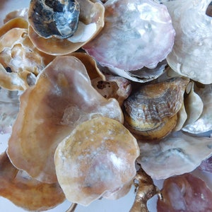 Jingle Seashells. Bulk Atlantic Jingle Shells. Pink Beige Seashells ...