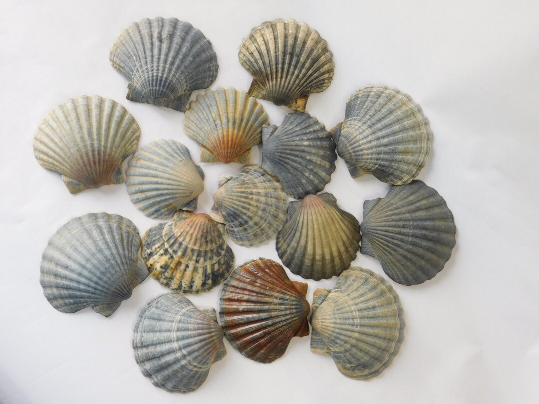 Scallop Shell Lion's Paw Aquarium Decor. Nautical Style Garland With ...