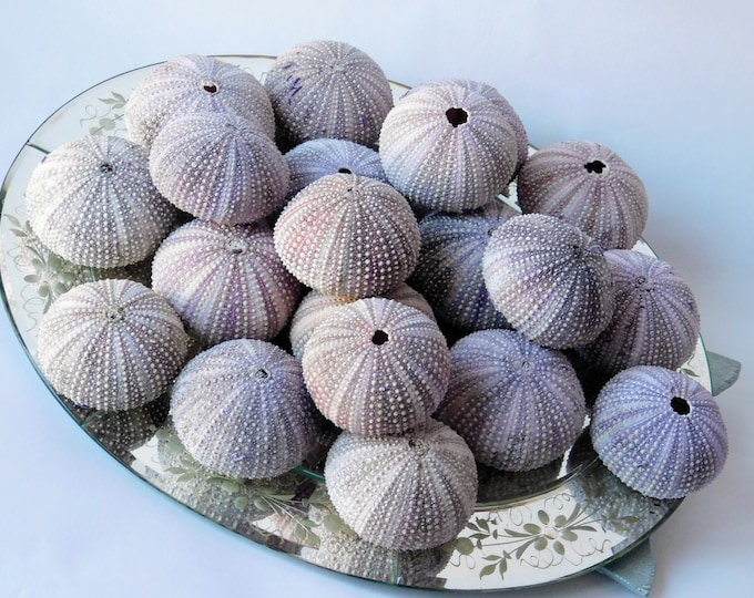 Purple Sea Urchins Shells. Raw Colored Urchin Shells. Craft Sea Urchins ...