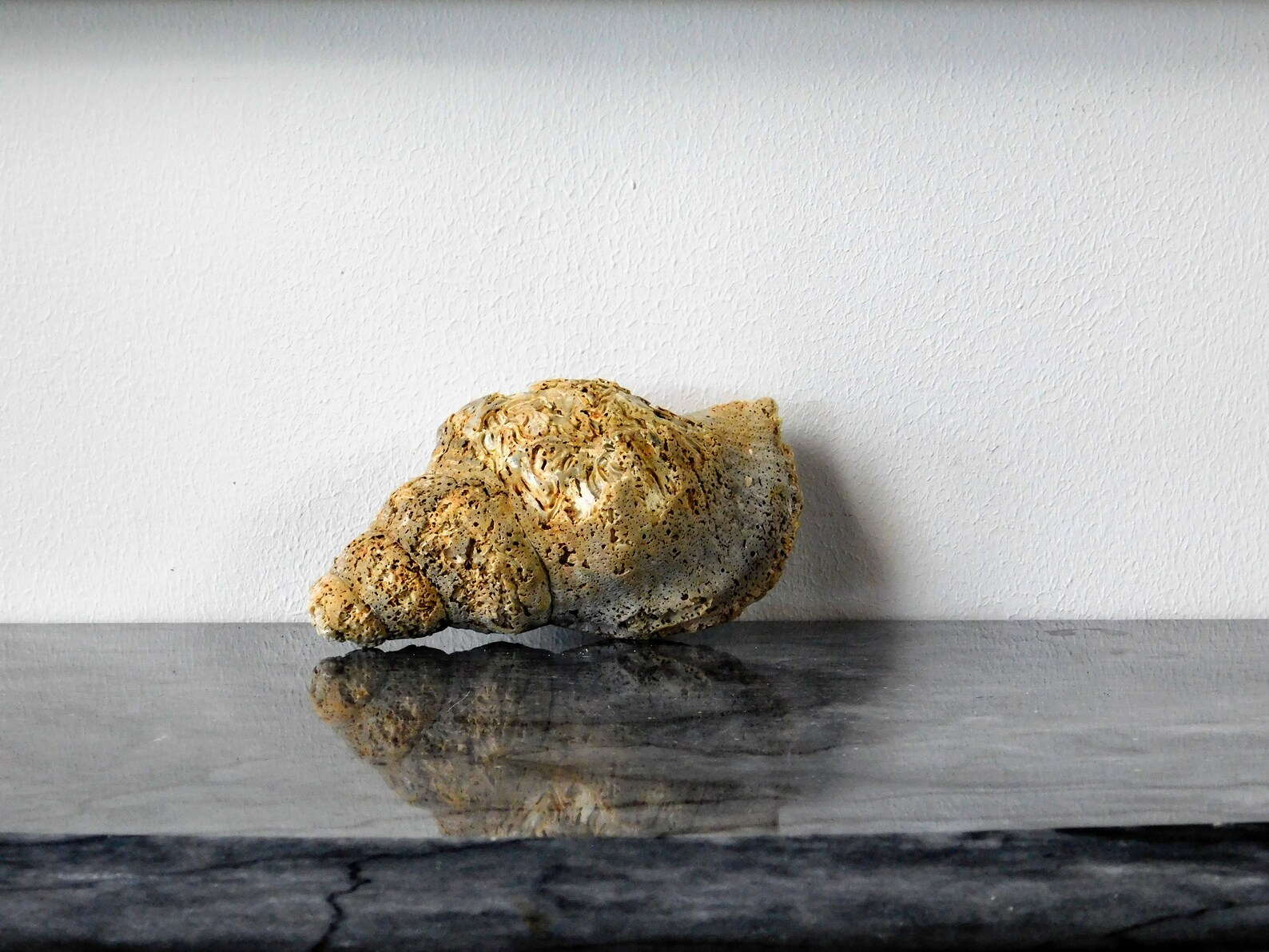 Large whelk fossil seashell. Beach decor. Collectible drift | Etsy