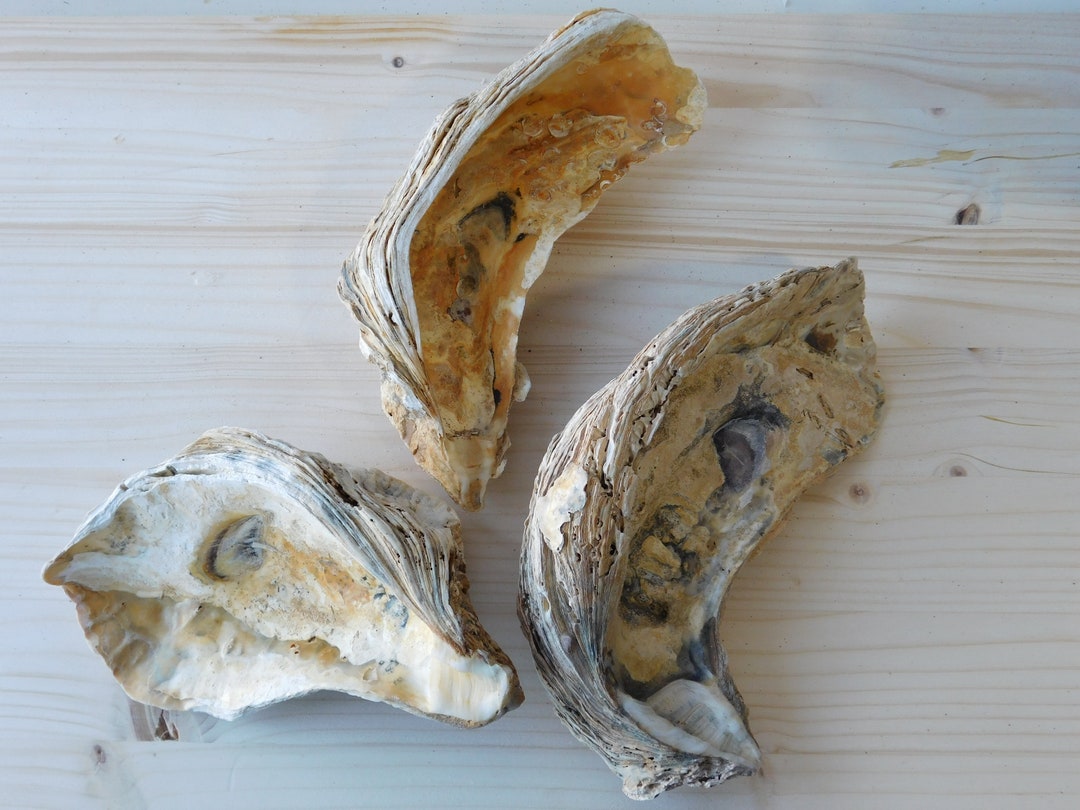 Rare Set Giant Shells Oysters. Collectible Archeological - Etsy