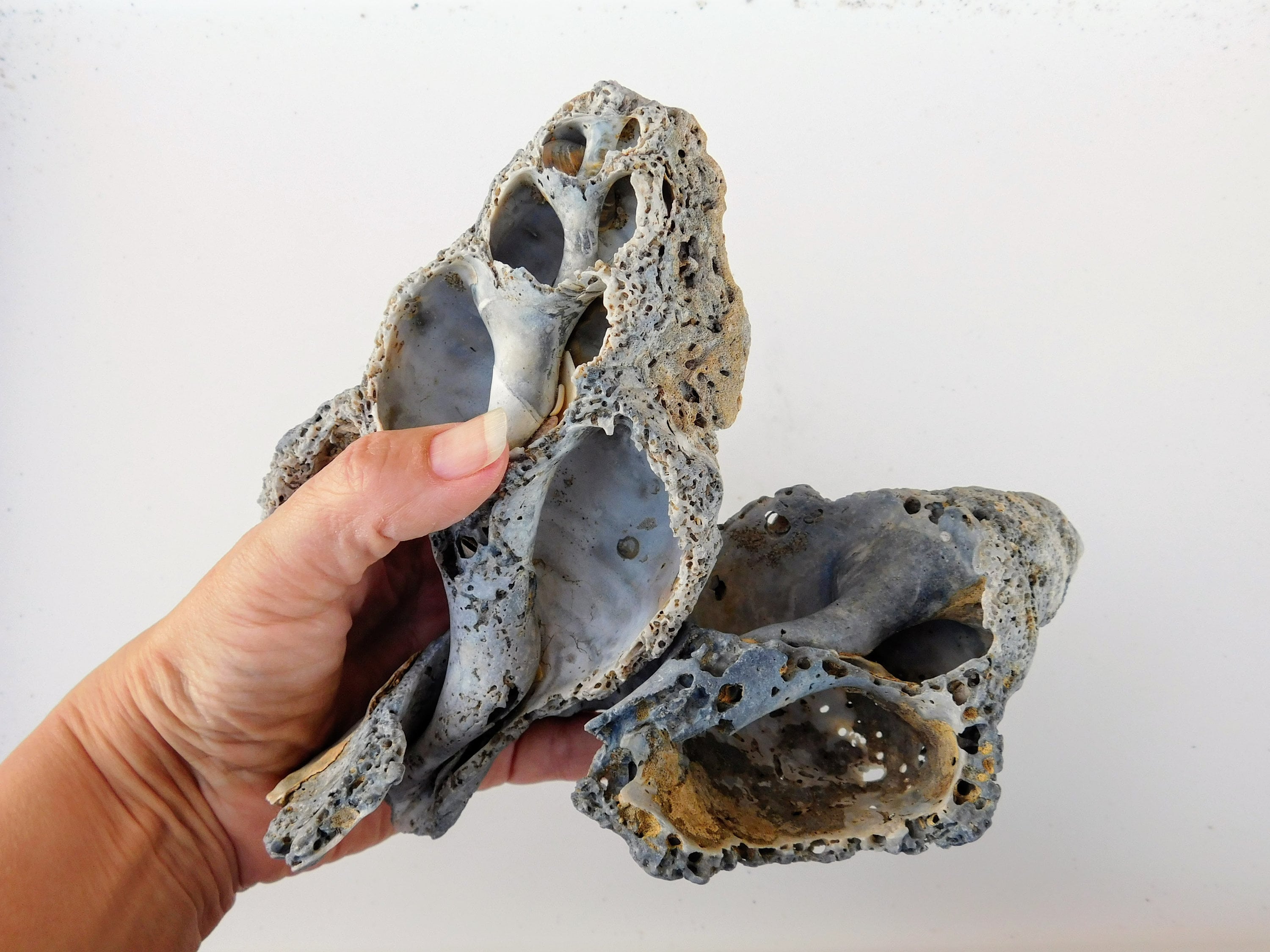 Two Large Antique Broken Conch Shell Beach Decor. Collectible Drift ...