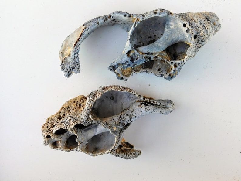 Two Large Antique Broken Conch Shell Beach Decor. Collectible - Etsy