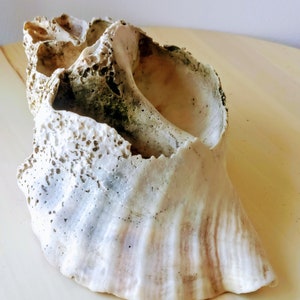 Large Antique Broken Conch Shell. Beach Decor. Collectible | Etsy