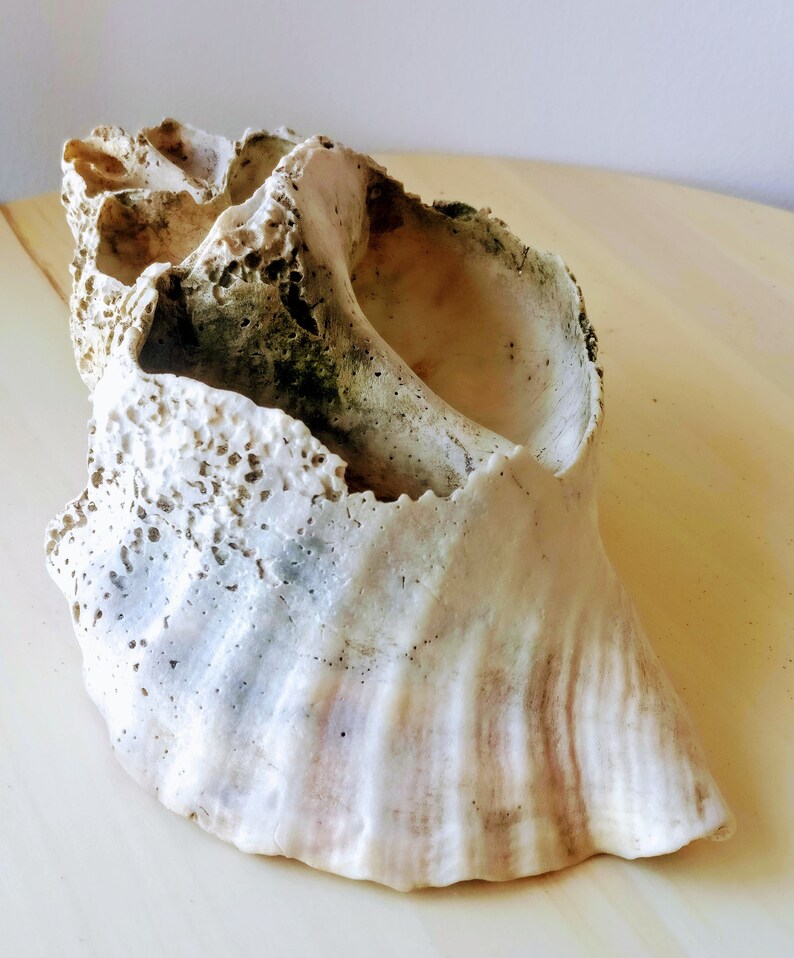 Large Antique Broken Conch Shell. Beach Decor. Collectible - Etsy