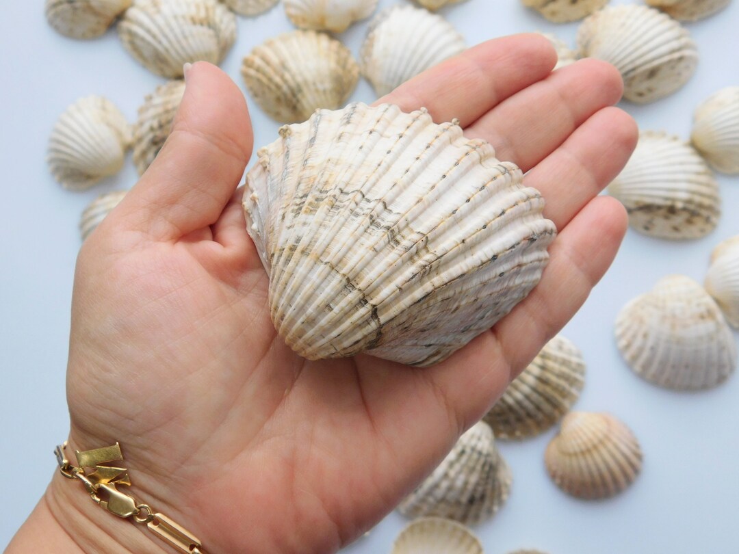 35 White Beige Cockle Shells. Atlantic Shell Art for Wedding, Beach ...
