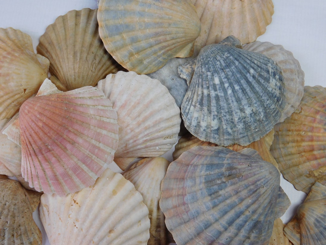 Scallop Shell Lion's Paw Aquarium Decor. Nautical Style Garland With ...