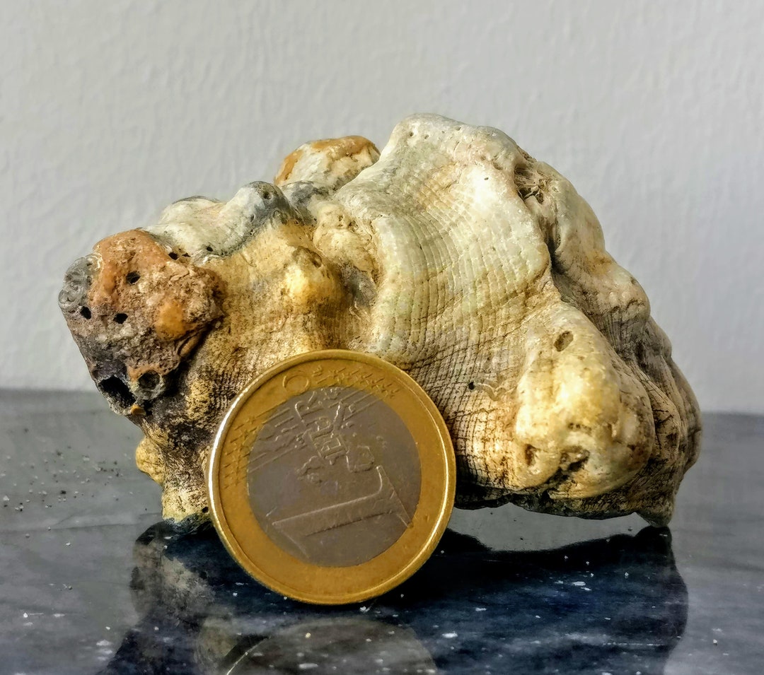 Petite carapace de bulot. Coquillage fossile. Décoration de plage ...