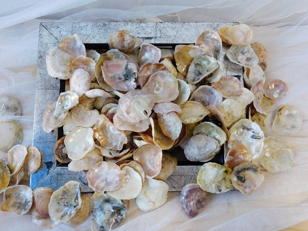 Bulk Atlantic Jingle Shells. Pink Beige Seashells Crafts. Supplies ...