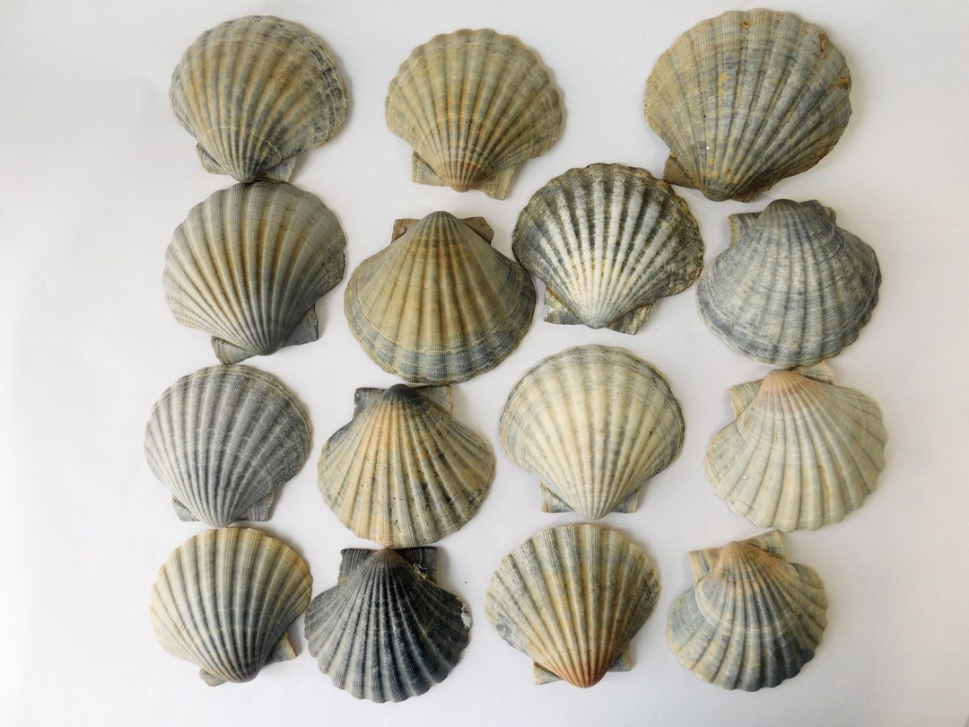 Scallop Shell Lion's Paw Aquarium Decor. Nautical Style Garland With ...