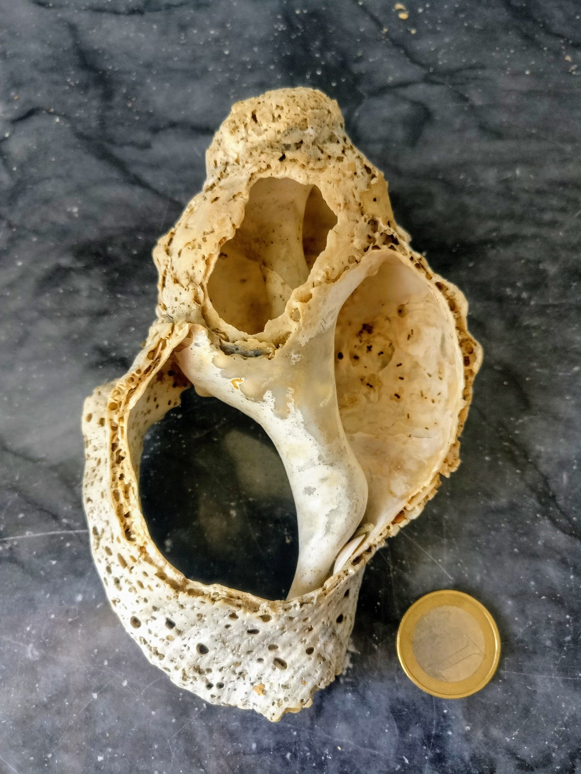 Medium Antique Broken Conch Shell. Beach Decor. Collectible - Etsy