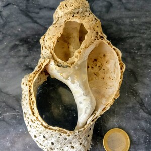 Medium Antique Broken Conch Shell. Beach Decor. Collectible Drift Shell ...