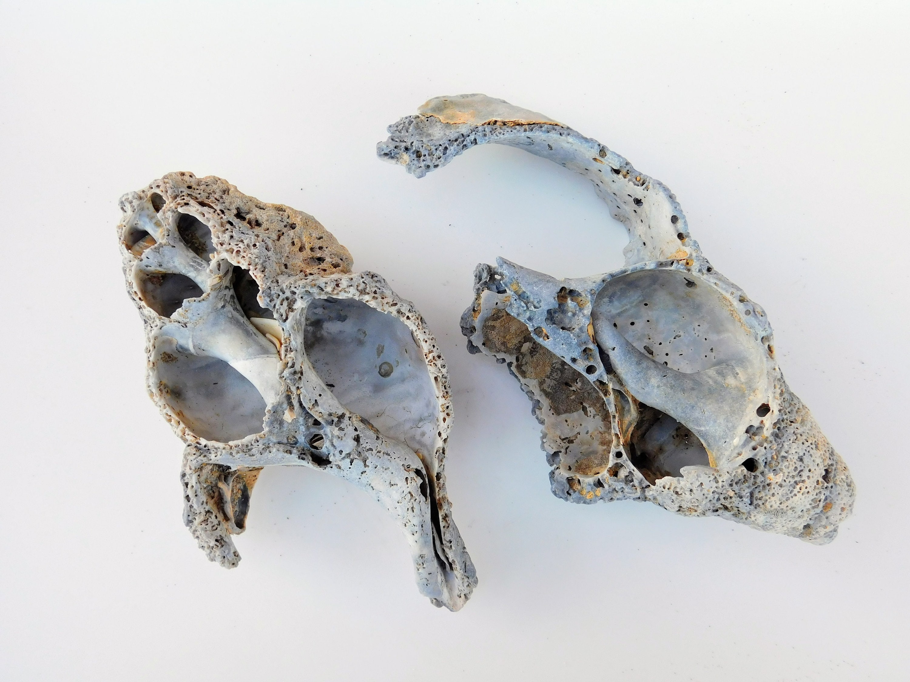 Two Large Antique Broken Conch Shell Beach Decor. Collectible Drift ...