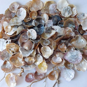 Jingle Seashells. Bulk Atlantic Jingle Shells. Pink Beige Seashells ...