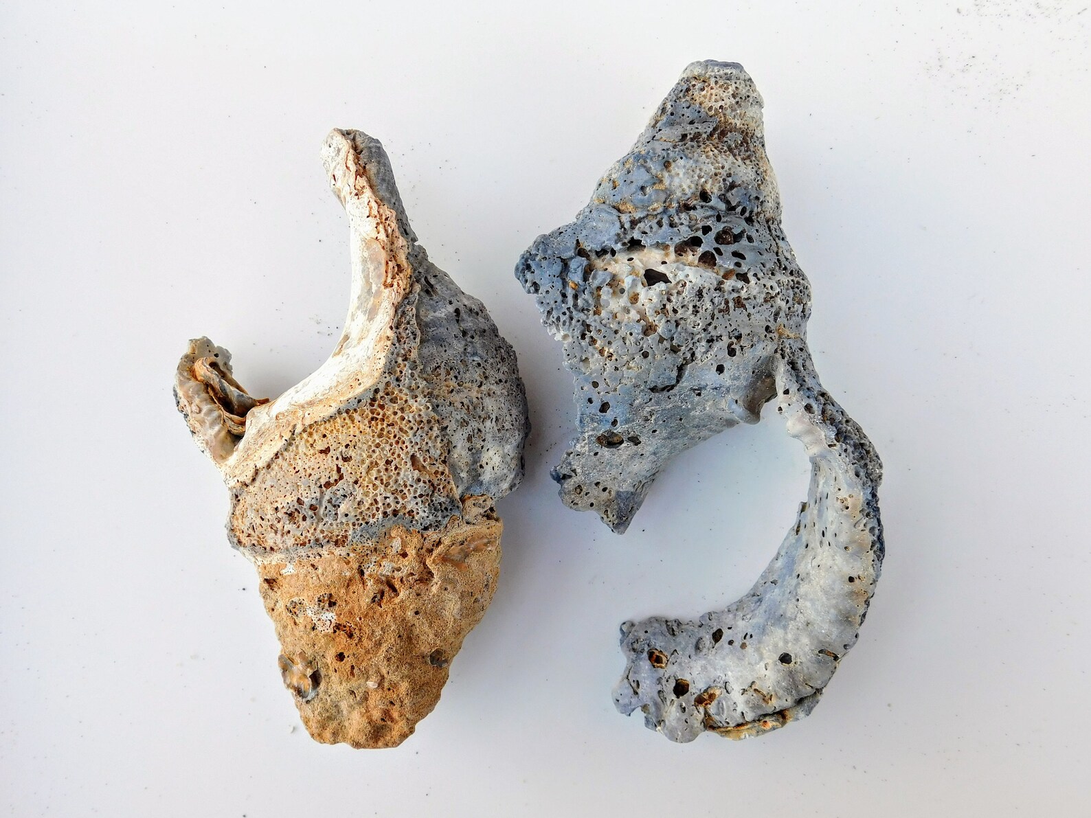 Two Large Antique Broken Conch Shell Beach Decor. Collectible - Etsy