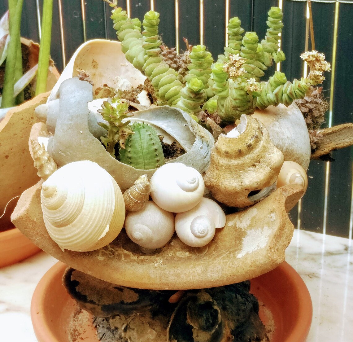 Large Antique Broken Conch Shell. Beach Decor. Collectible - Etsy