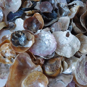 Jingle Seashells. Bulk Atlantic Jingle Shells. Pink Beige Seashells ...
