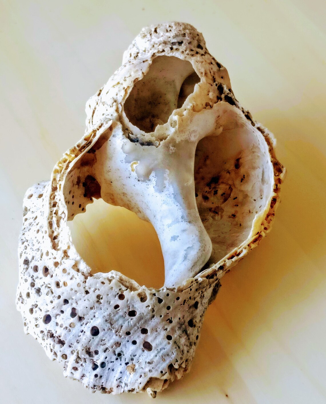 Medium Antique Broken Conch Shell. Beach Decor. Collectible | Etsy