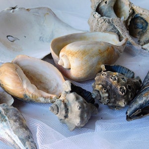 Large Geoduck Seashell, Volute Shell, Whelk Shell, Pen Shells (family ...