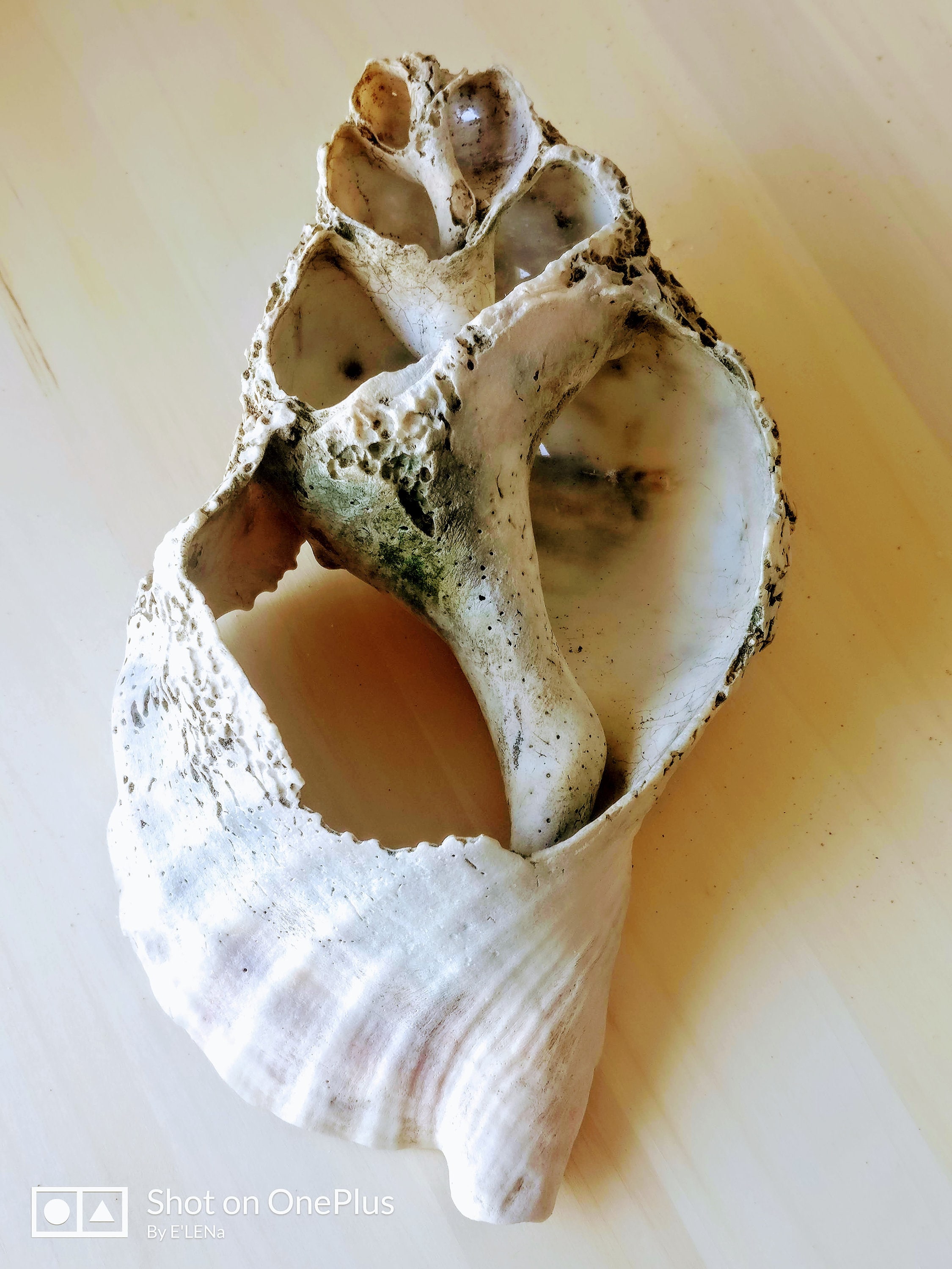 Large Antique Broken Conch Shell. Beach Decor. Collectible - Etsy