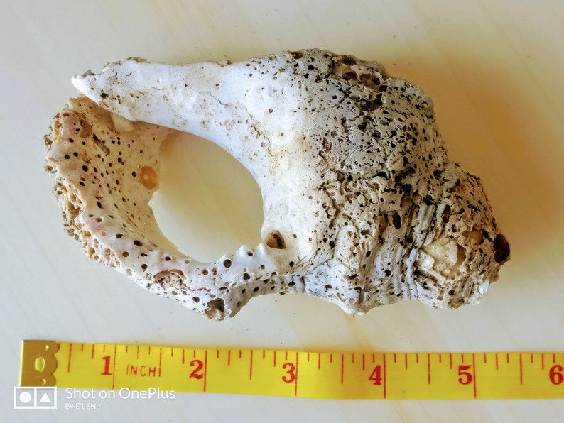 Medium Antique Broken Conch Shell. Beach Decor. Collectible - Etsy