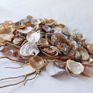 Jingle Seashells. Bulk Atlantic Jingle Shells. Pink Beige Seashells ...