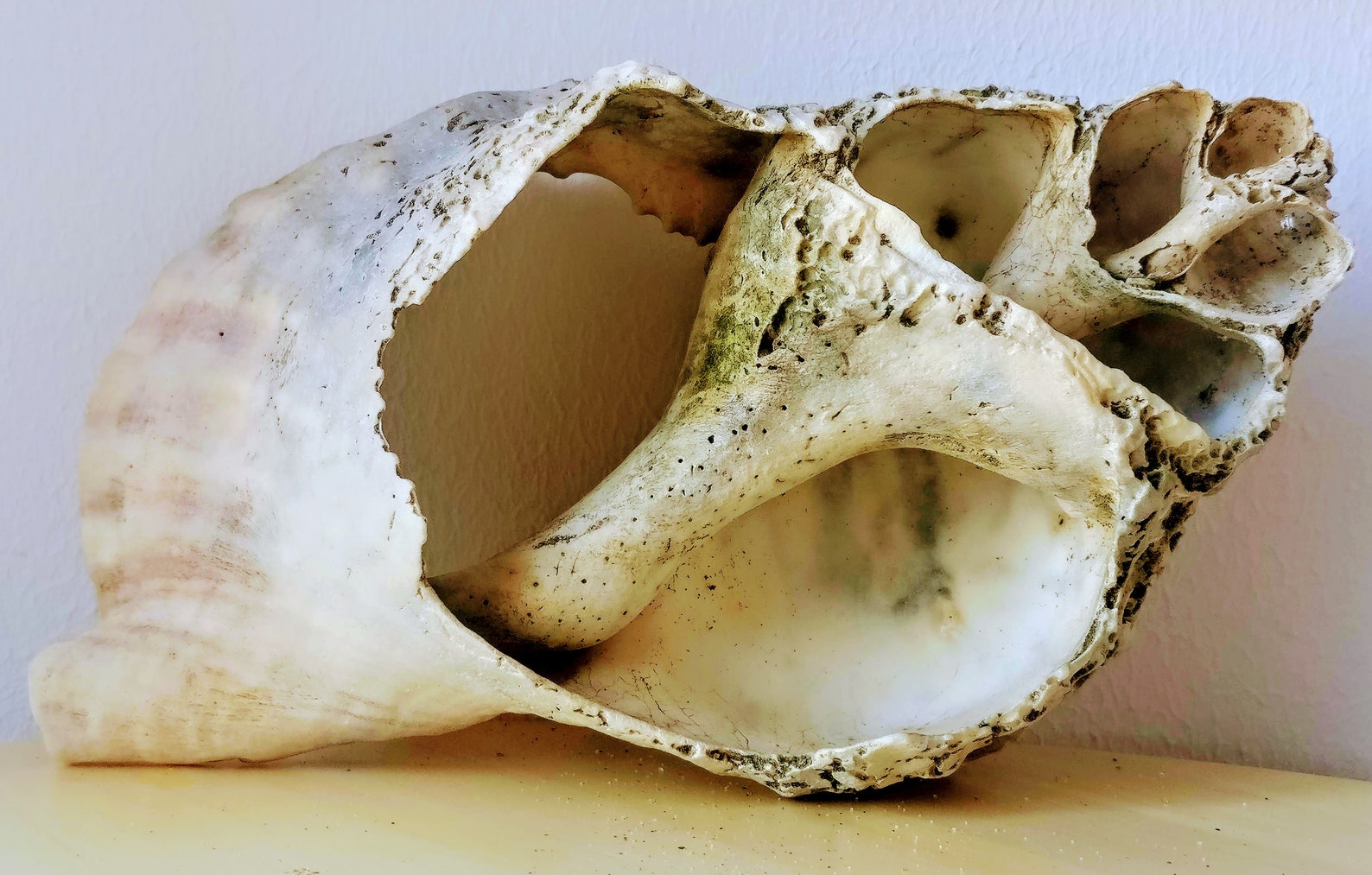 Large Antique Broken Conch Shell. Beach Decor. Collectible - Etsy