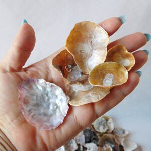 Jingle Seashells. Bulk Atlantic Jingle Shells. Pink Beige Seashells ...