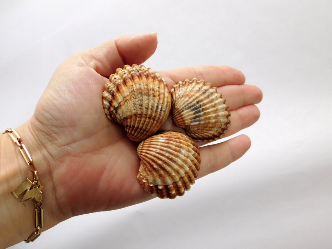 Hand Craft Cockle Shell Art Set 30 Pcs. Cockle Shell Atlantic Color ...