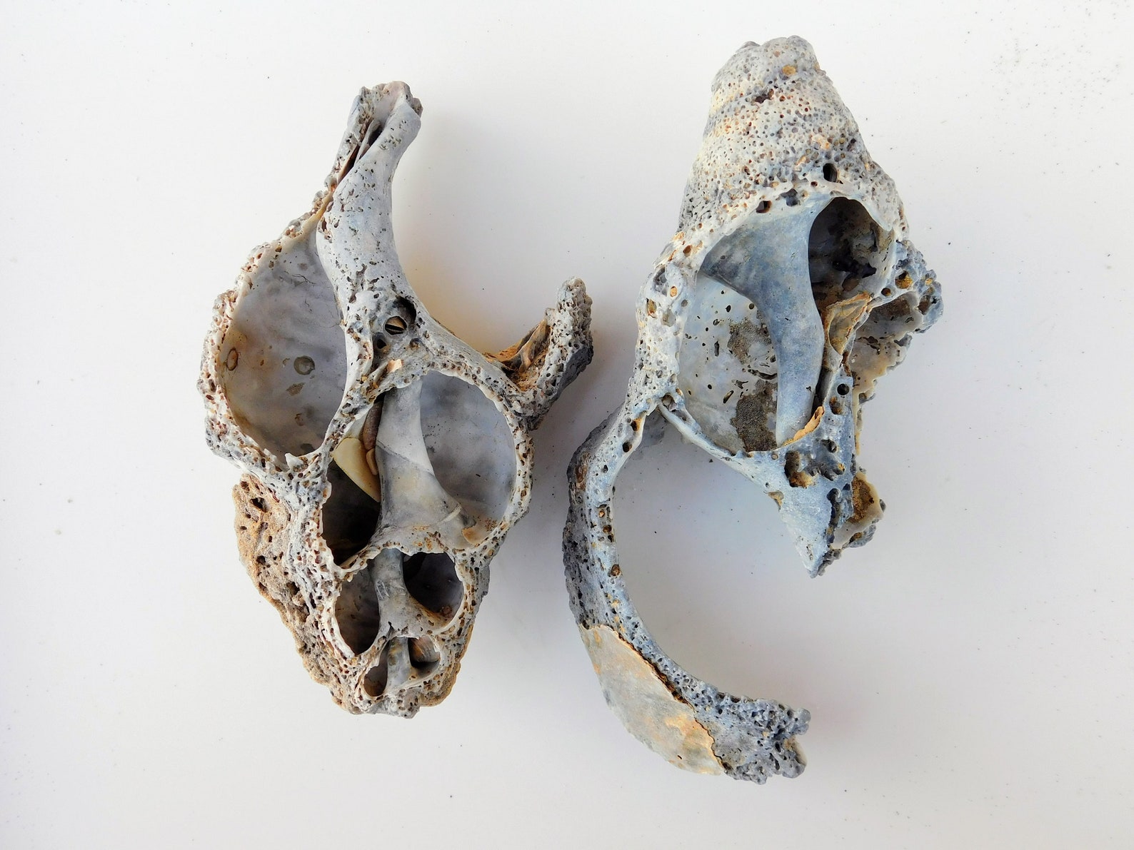 Two Large Antique Broken Conch Shell Beach Decor. Collectible Drift ...