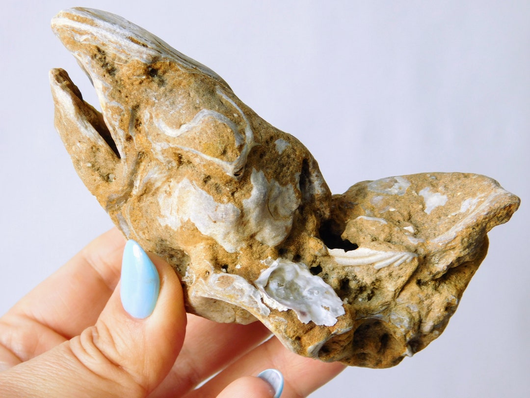 Cluster Ancient Fossilized Oyster Shells. Fossilized Oyster Shell ...