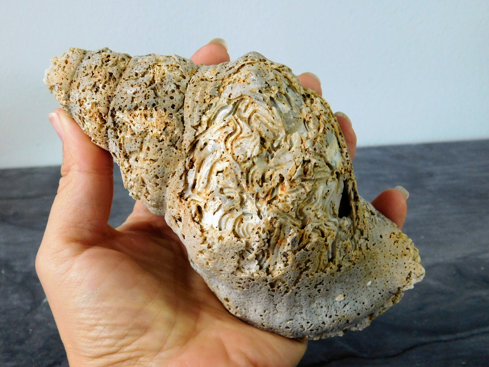 Large Whelk Fossil Seashell. Beach Decor. Collectible Drift - Etsy