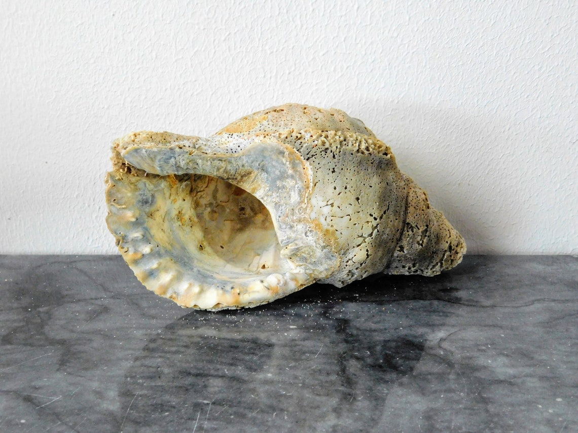 Large whelk fossil seashell. Beach decor. Collectible drift | Etsy