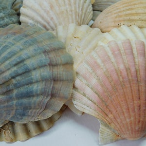 Scallop Shell Lion's Paw Aquarium Decor. Nautical Style Garland With ...