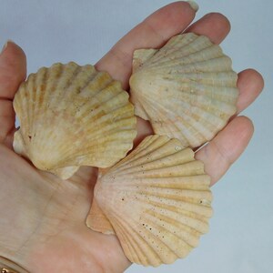 Scallop Shell Lion's Paw Aquarium Decor. Nautical Style Garland With ...