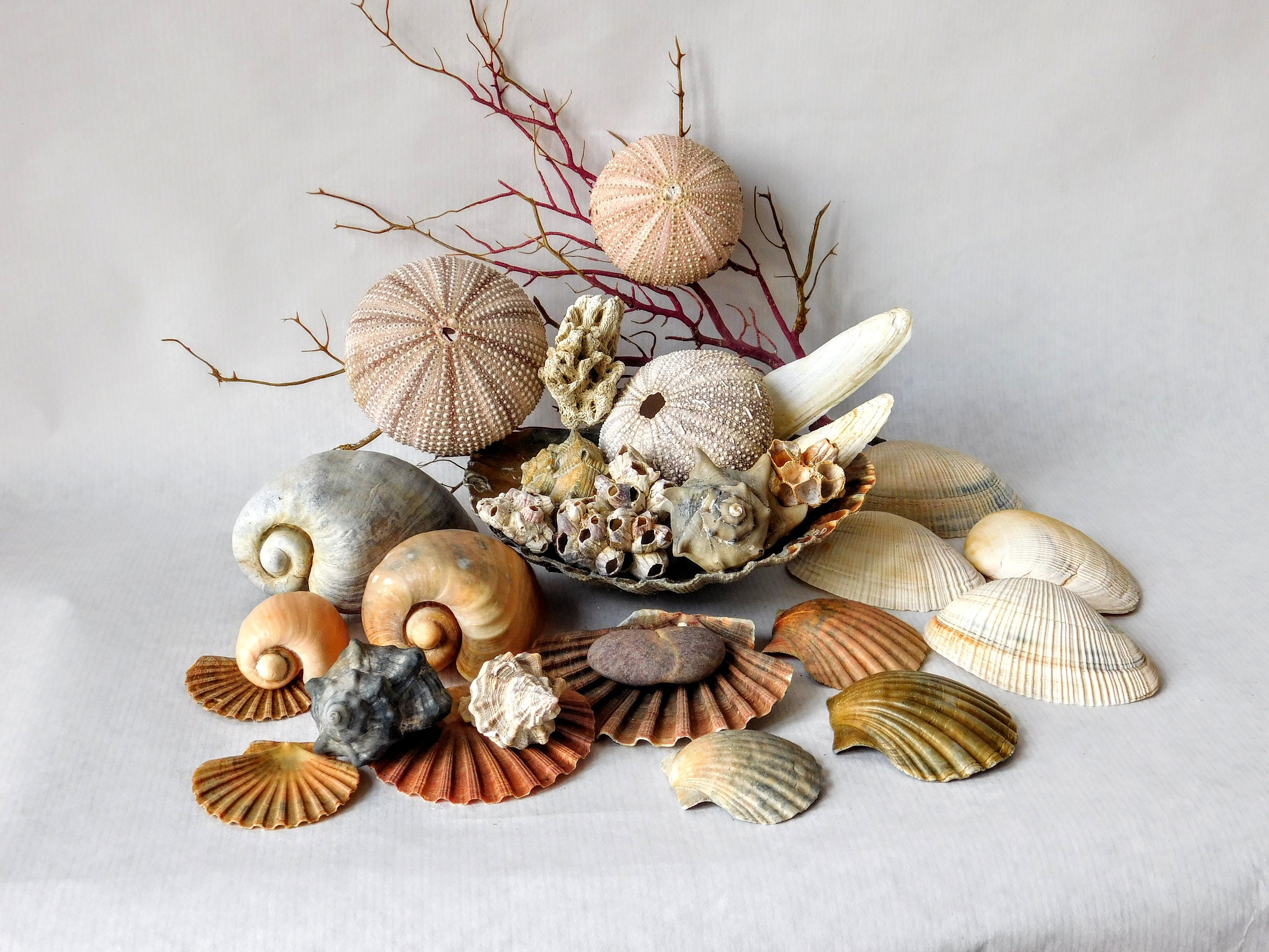 Colorful Shells On The Beach