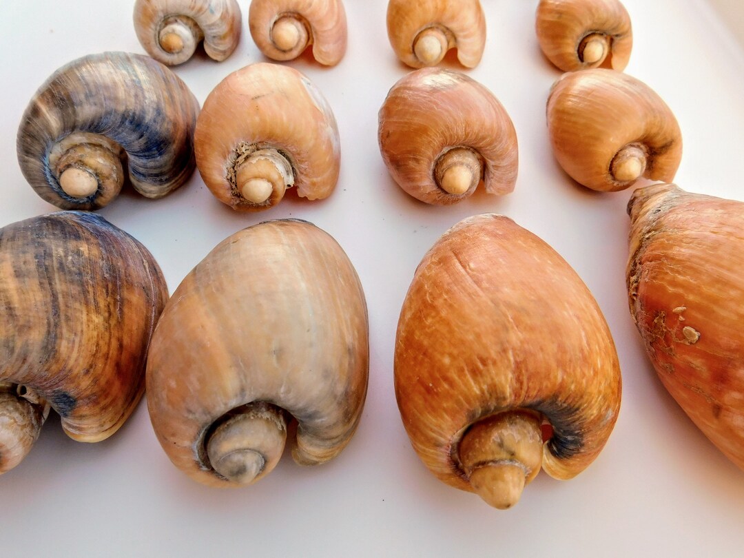 Shell Volute Color Melo. Atlantic Medium Decorative Shell. Curiosity ...