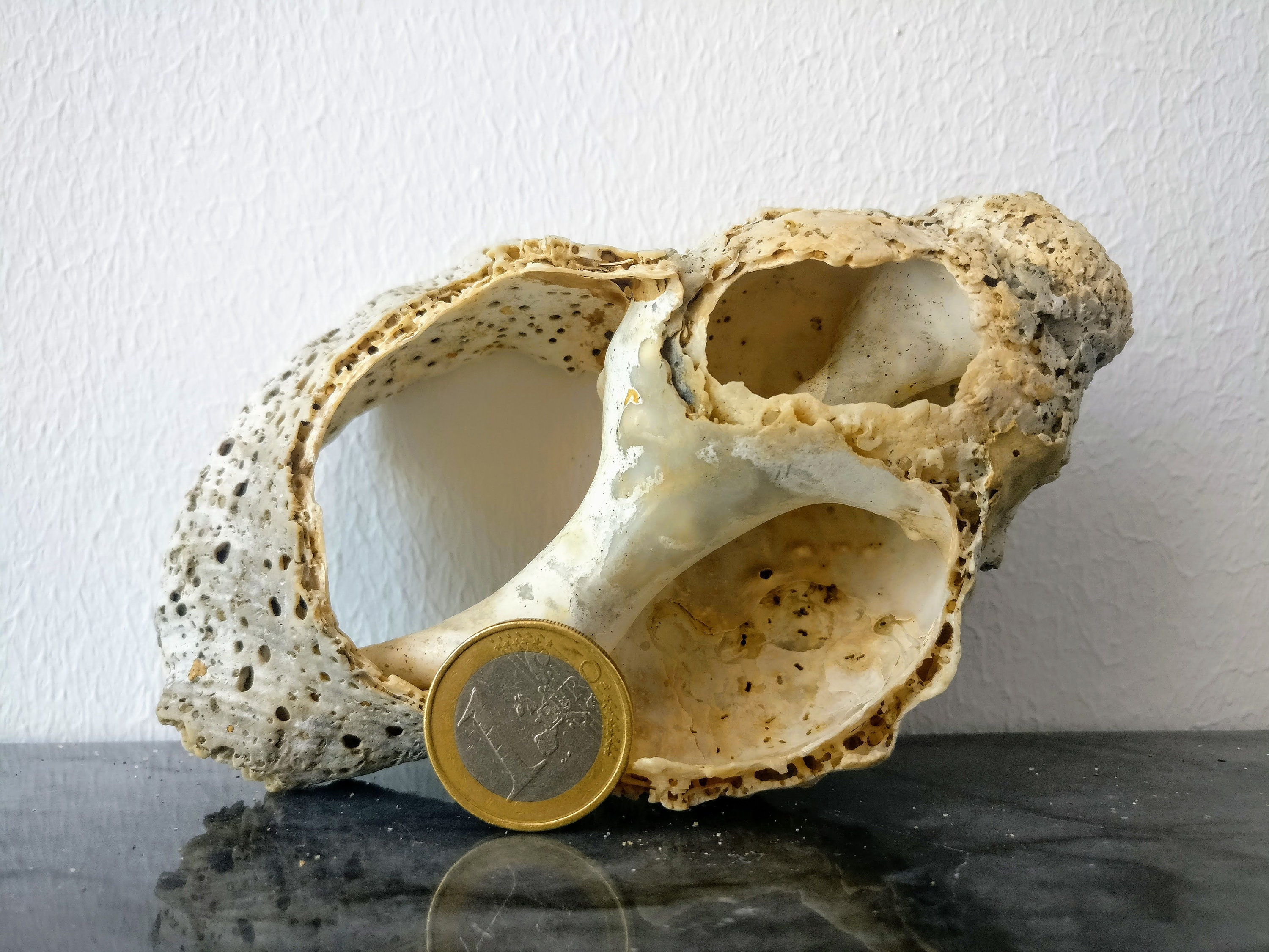 Medium Antique Broken Conch Shell. Beach Decor. Collectible - Etsy