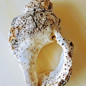 Medium Antique Broken Conch Shell. Beach Decor. Collectible Drift Shell ...